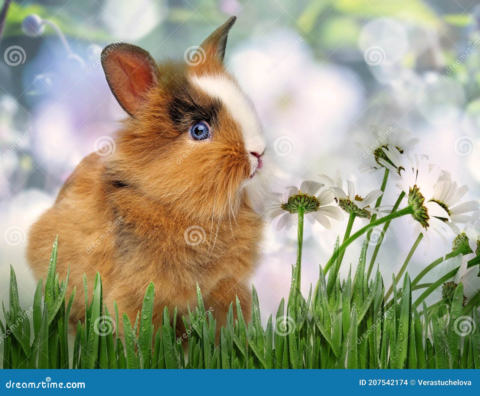 Little cute rabbit stock photo. Image of sweet, easter - 207542174