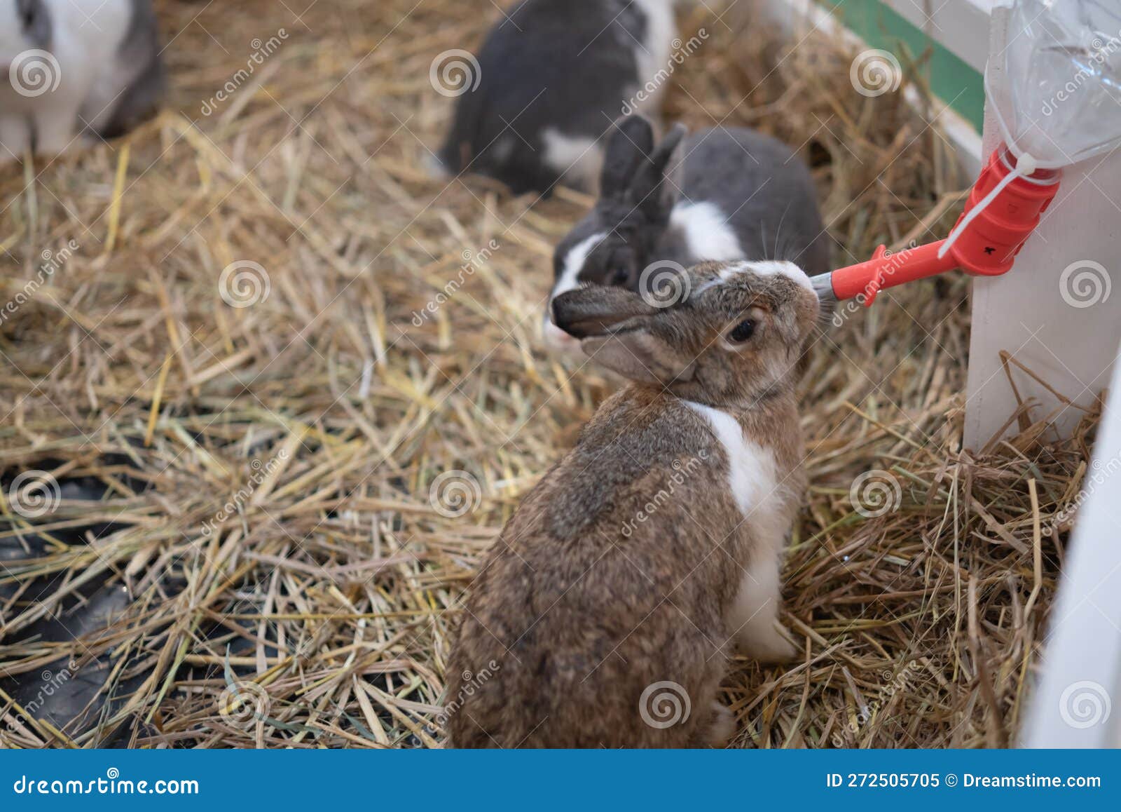 Little Cute Rabbit Drinking Water Stock Image - Image of nose, cute ...