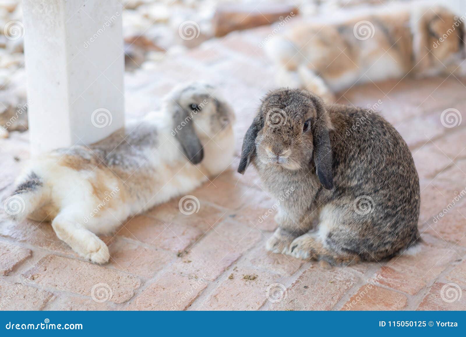 Cute rabbit in farm stock image. Image of cute, eating - 115050125