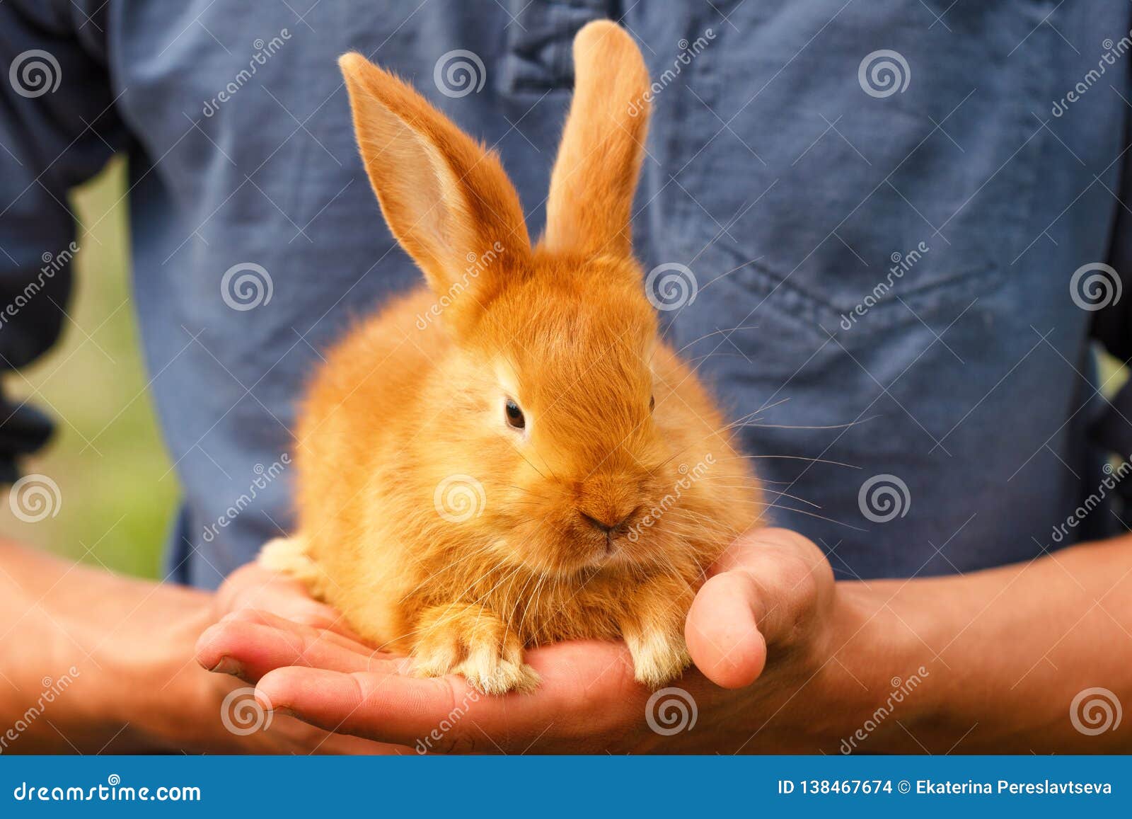 Little Cute Rabbit Sitting on His Hands Stock Photo - Image of animal ...