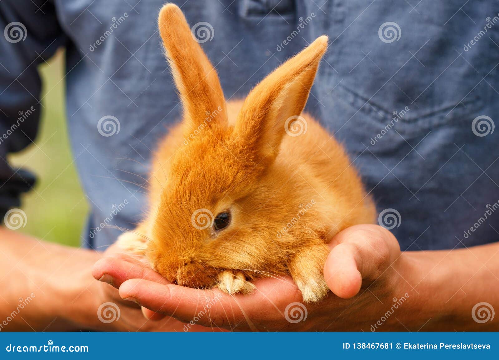 Little Cute Rabbit Sitting on His Hands Stock Image - Image of breed ...