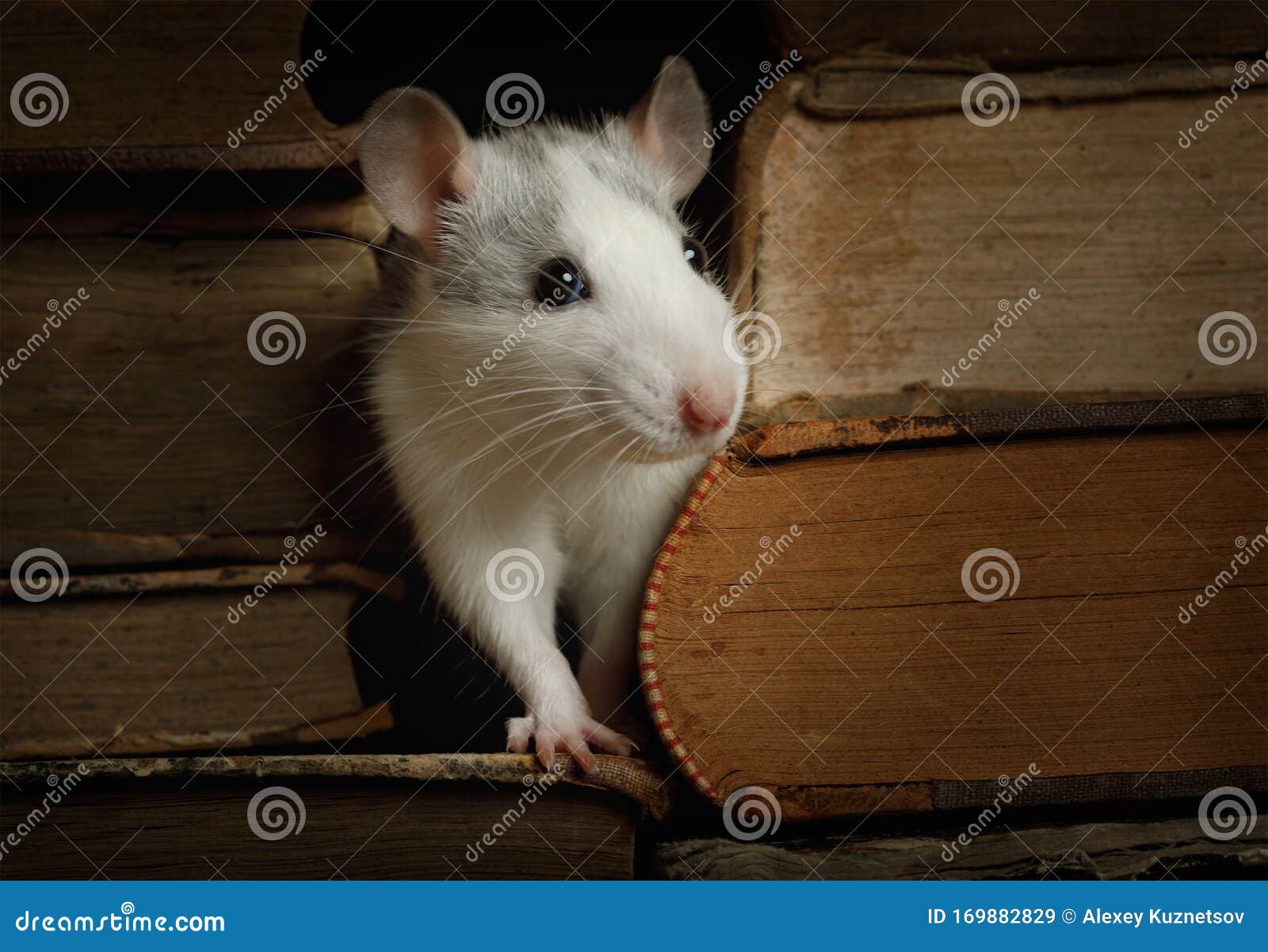 Little Cute Rat Crawled between the Old Books Stock Image - Image of ...