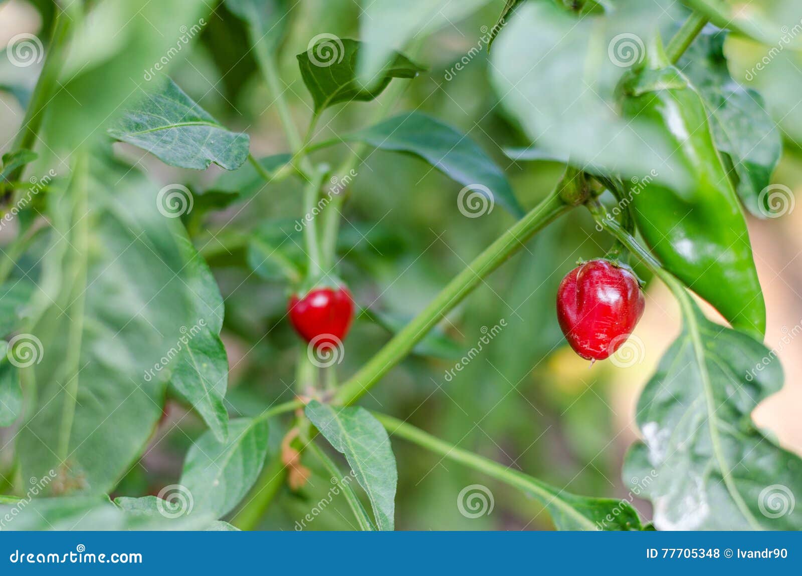 Little Cute Red Chiltepin Ornamental Pepper Stock Photo - Image of ...