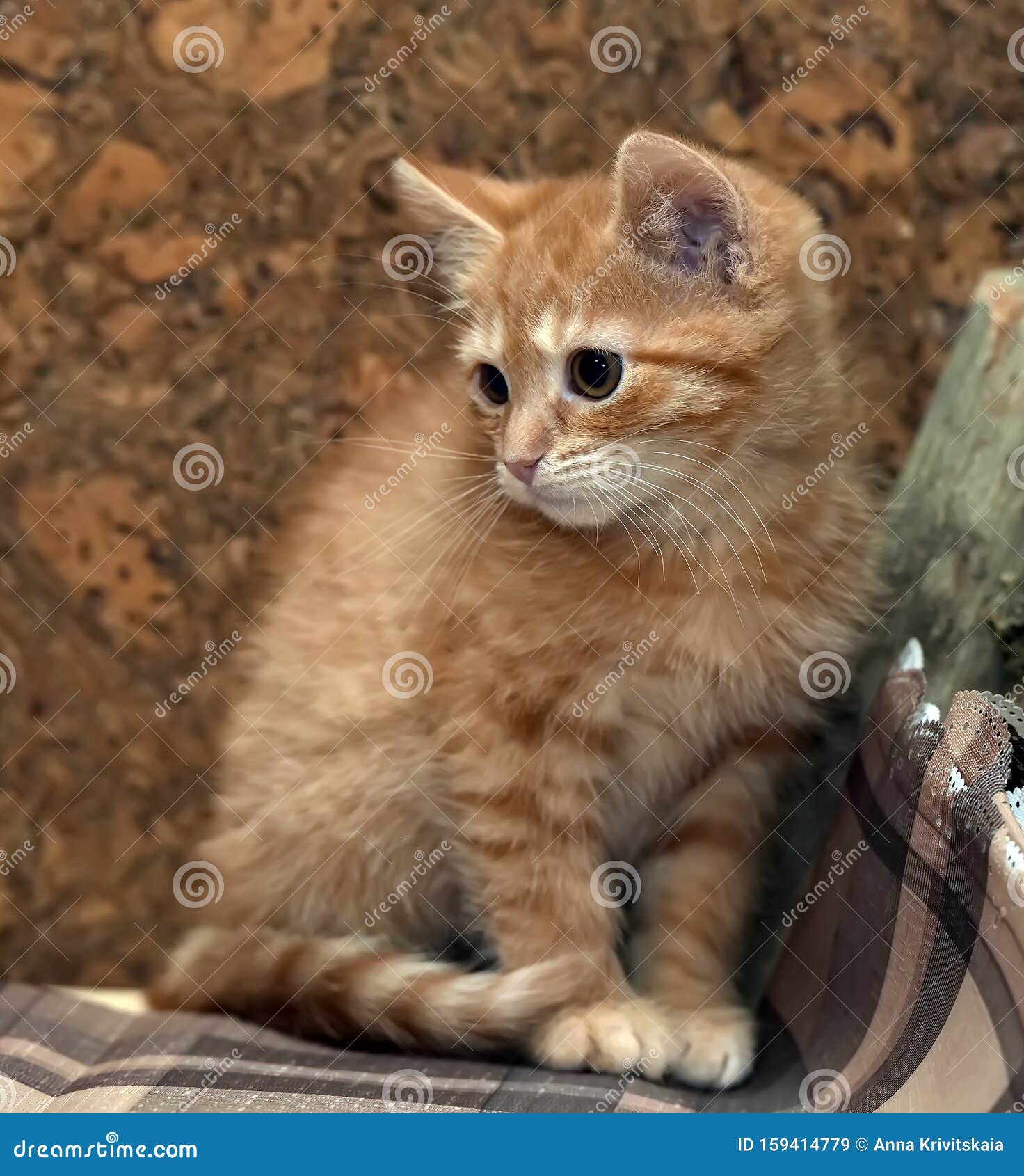 Cute red fluffy sad kitten stock image. Image of emotion - 159414779