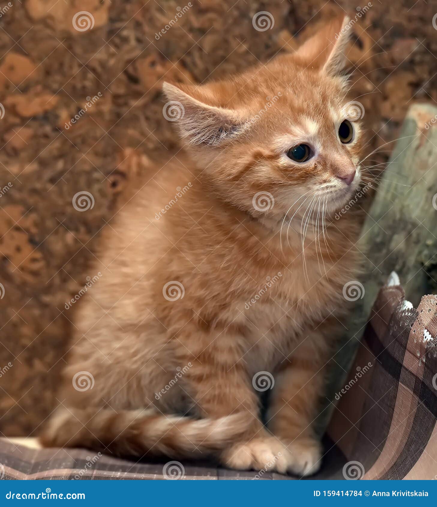 Cute red fluffy sad kitten stock photo. Image of domestic - 159414784