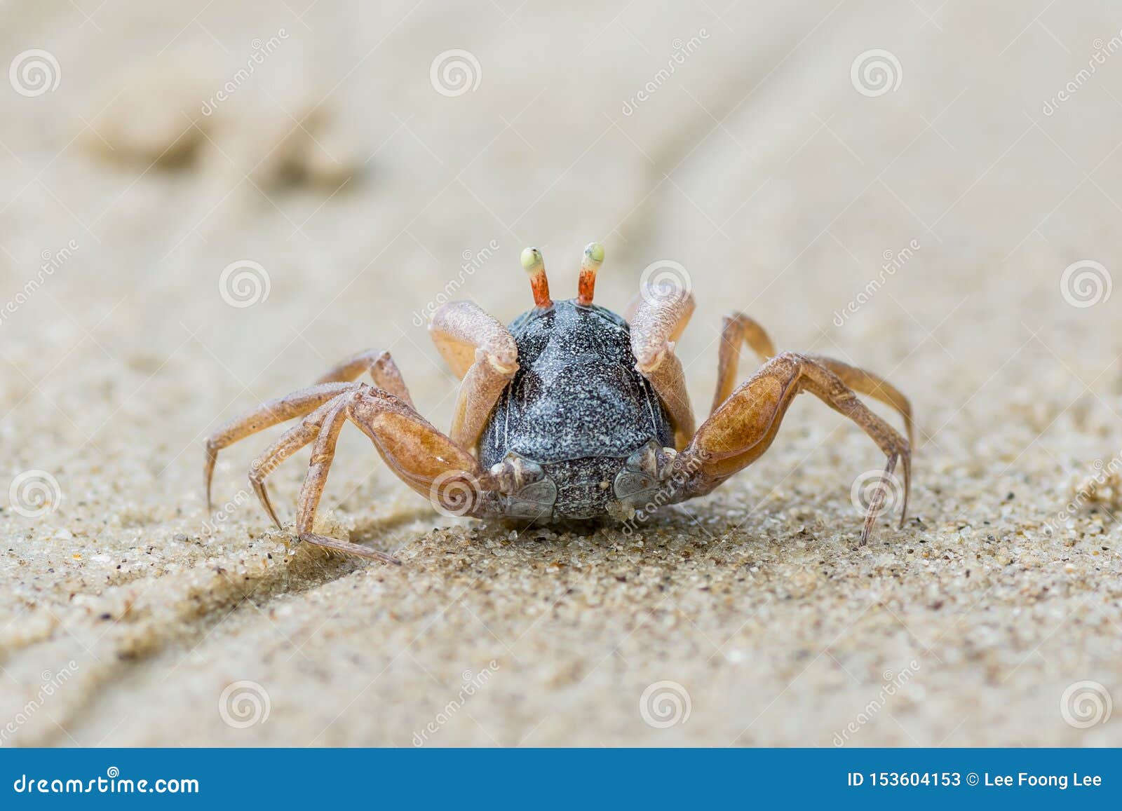 Little Cute Round Crab on Sand Stock Image - Image of carapace, ecology ...