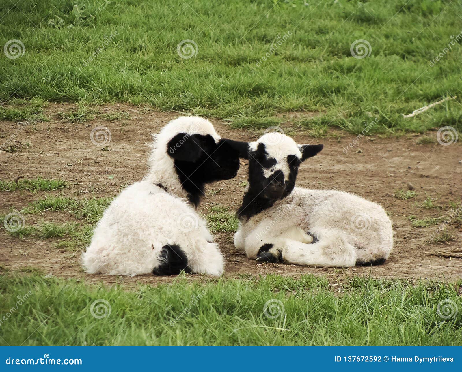 Little cute sheep stock photo. Image of grass, mammal - 137672592