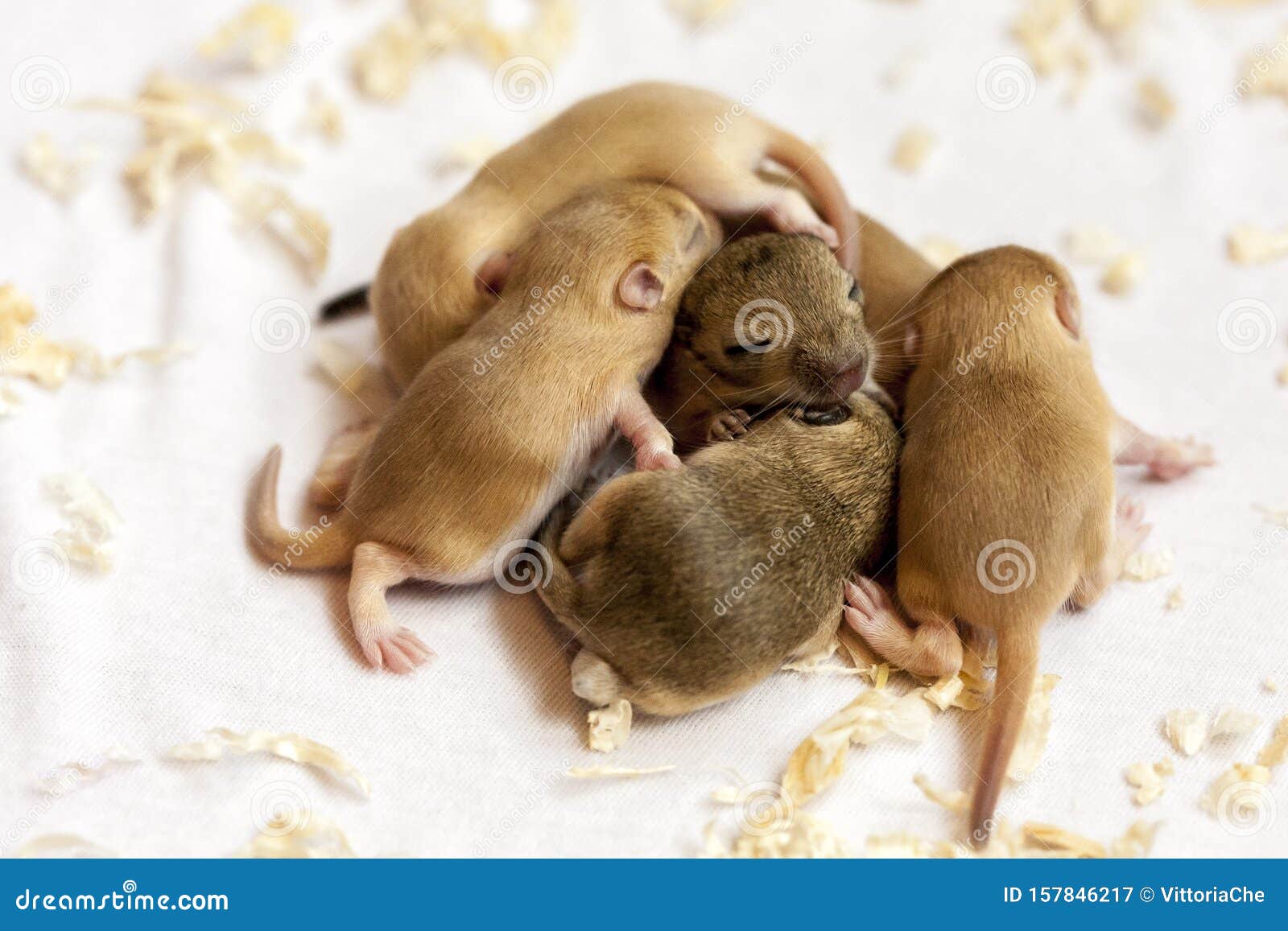 Little Cute Sleeping Mice Babies. Macro Image Stock Image - Image of ...