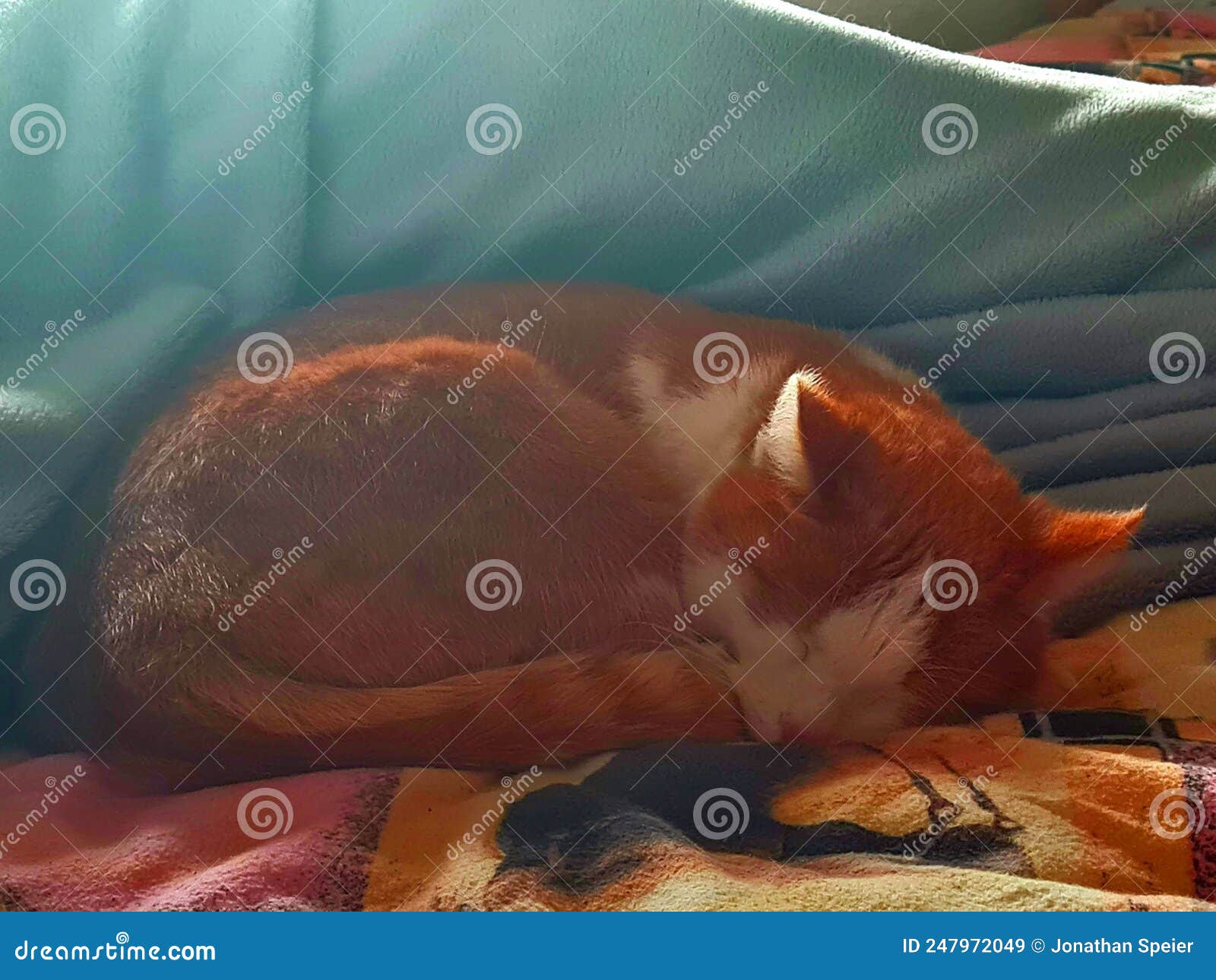 Little Cute Sleeping Red Cat Stock Image - Image of little, cute: 247972049
