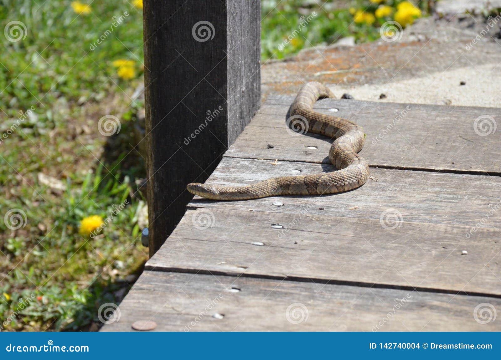 Little cute snake stock photo. Image of beautiful, wood - 142740004