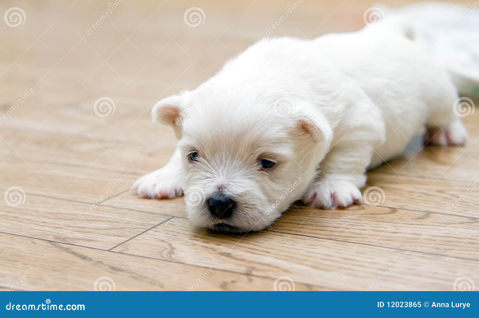 Little Cute Terrier stock image. Image of puppy, baby - 12023865