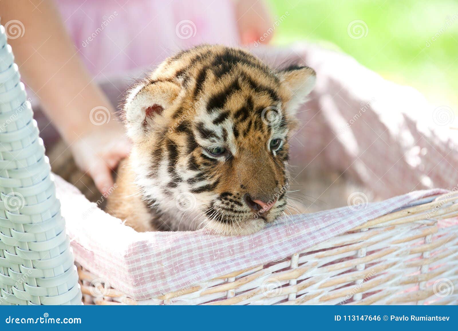 Little Cute Little Tiger Cub Sitting in a Box Stock Photo - Image of ...