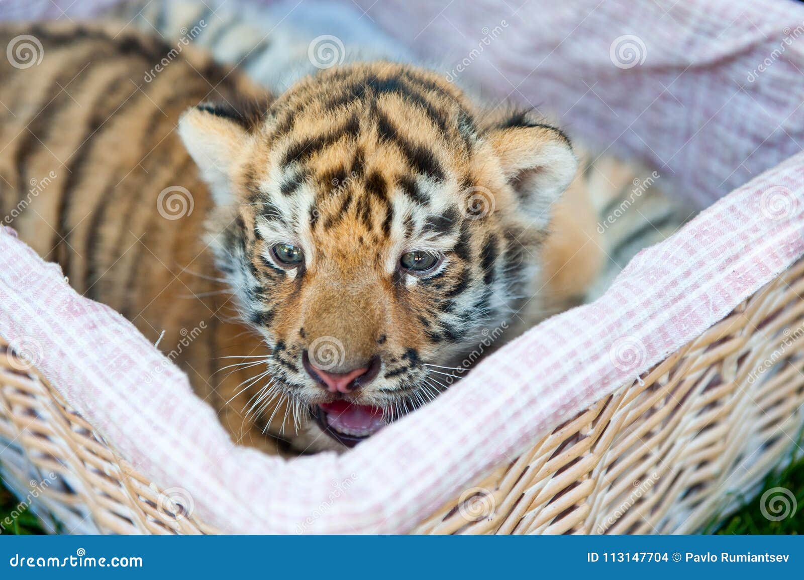Little Cute Little Tiger Cub Sitting in a Box Stock Photo - Image of ...