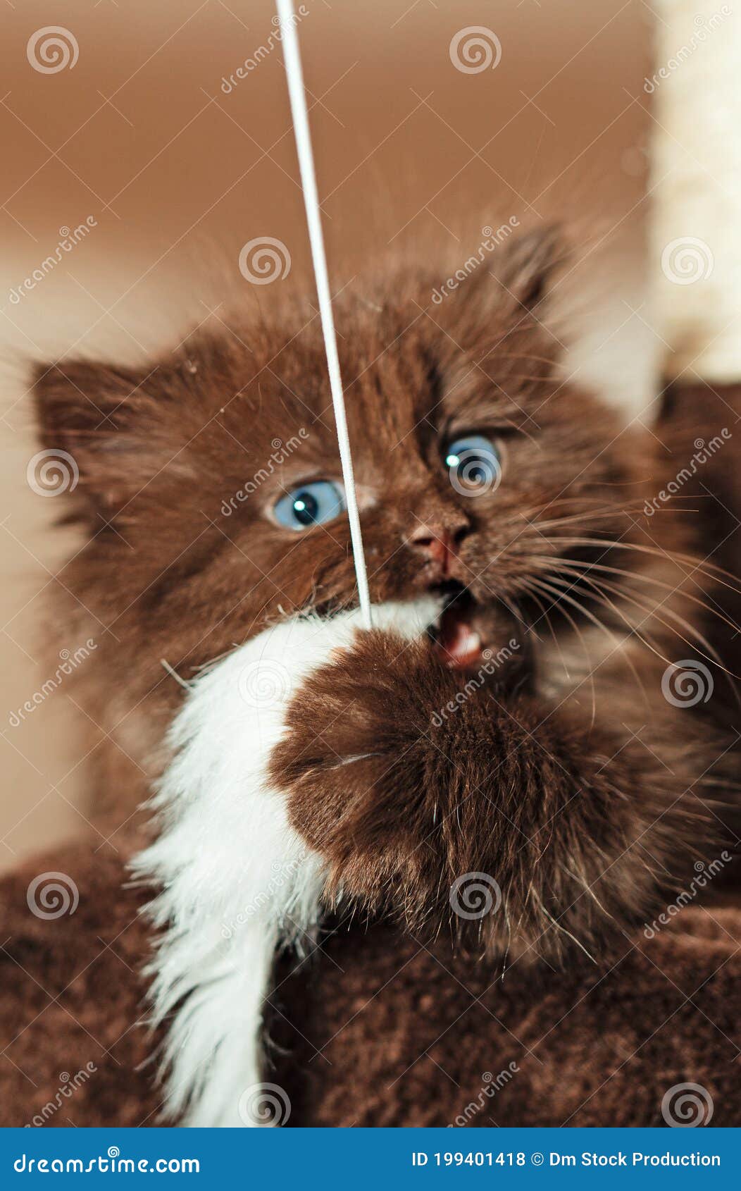 Little Cute Two Month Old Kitten Stock Photo - Image of plays, feline ...