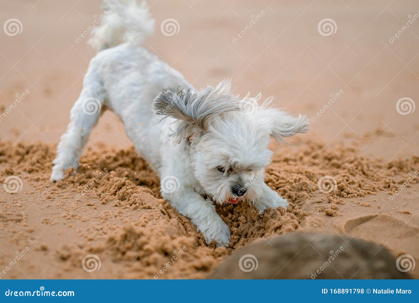 A Little Dog Playing with Sand Stock Photo - Image of cute, lovely ...