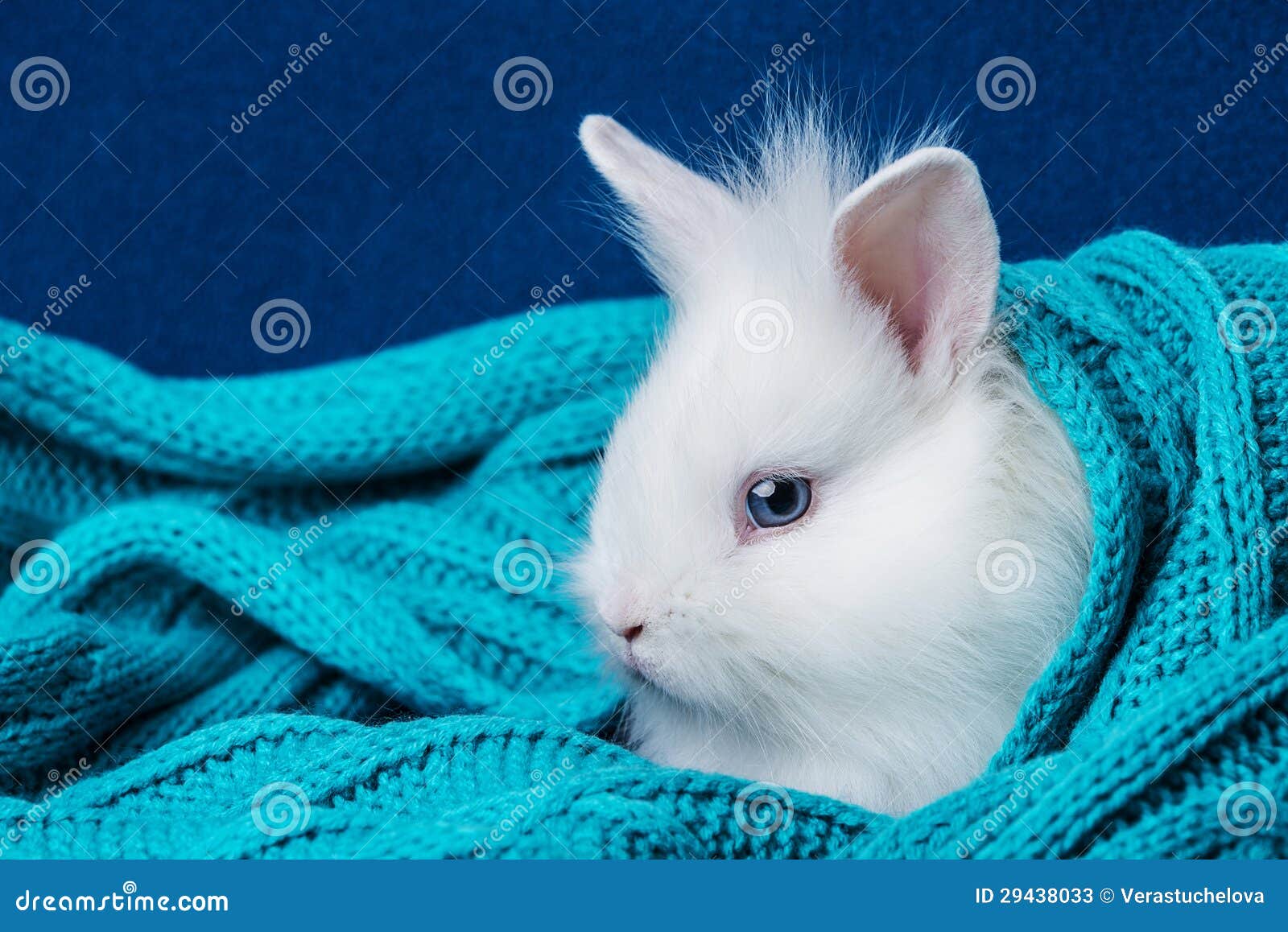 Little Cute White Rabbit in a Soft Scarf Stock Image - Image of silken ...