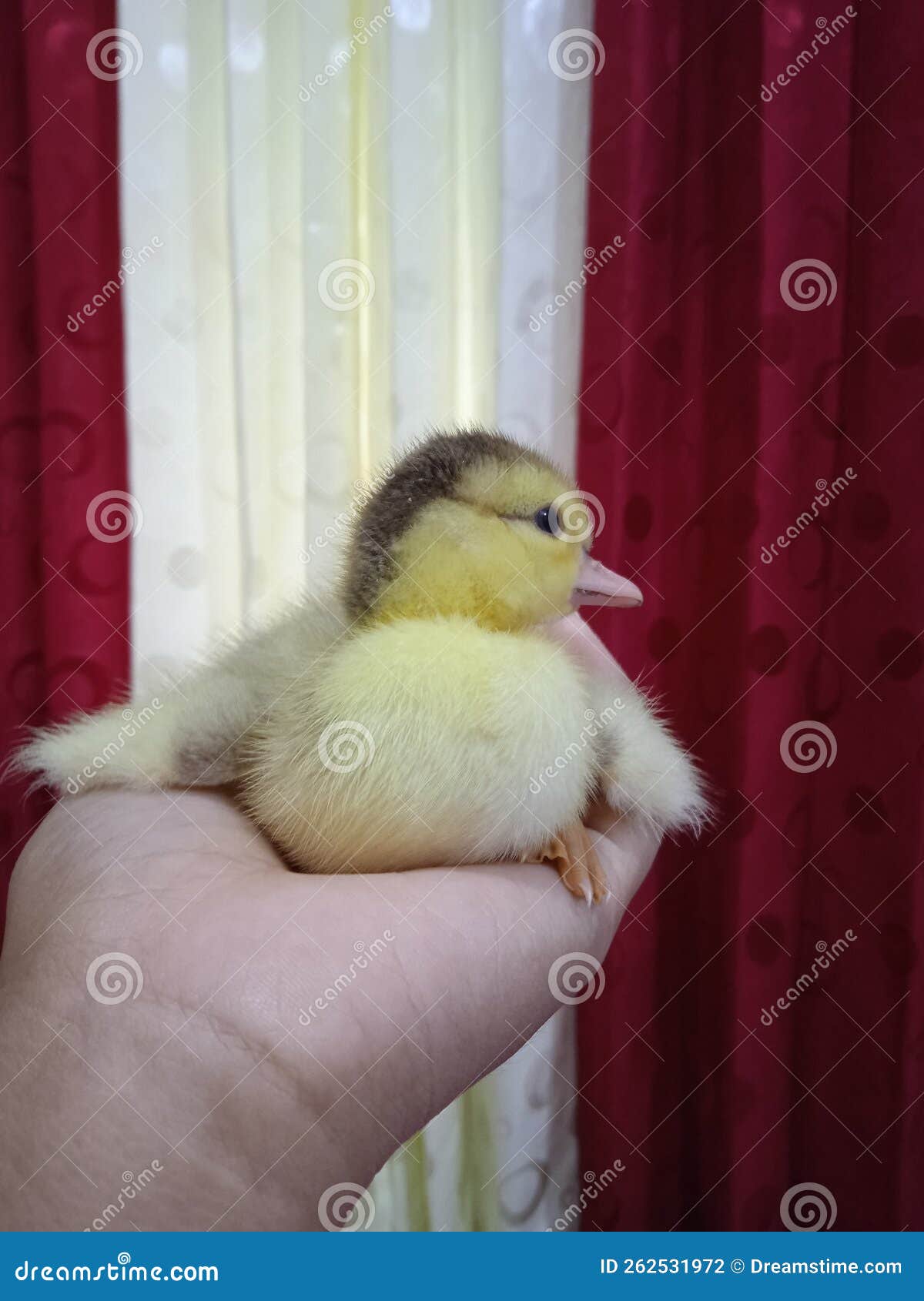 Little cute yellow duck stock photo. Image of swan, wildlife - 262531972