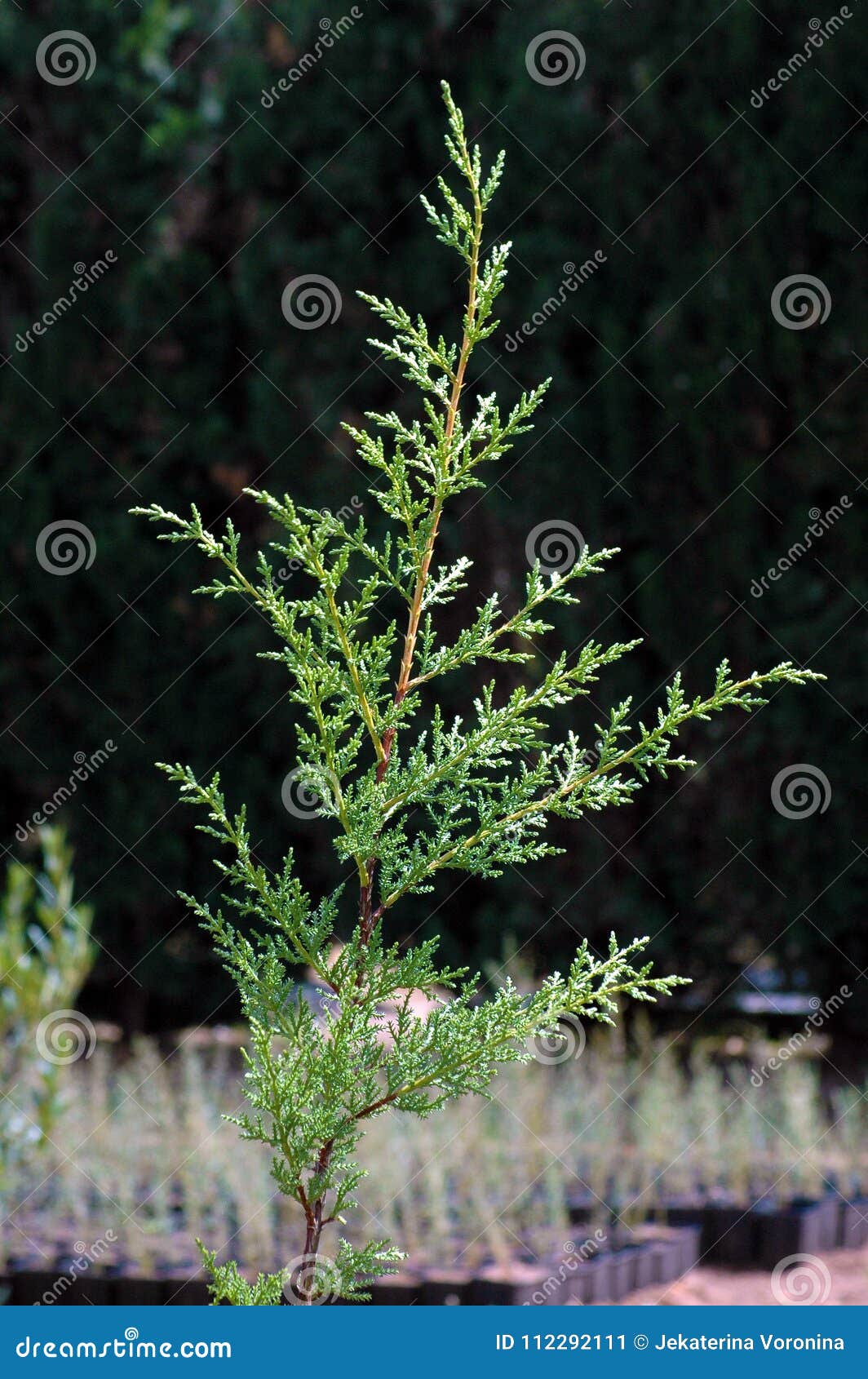 Cypress stock image. Image of evergreen, background - 112292111
