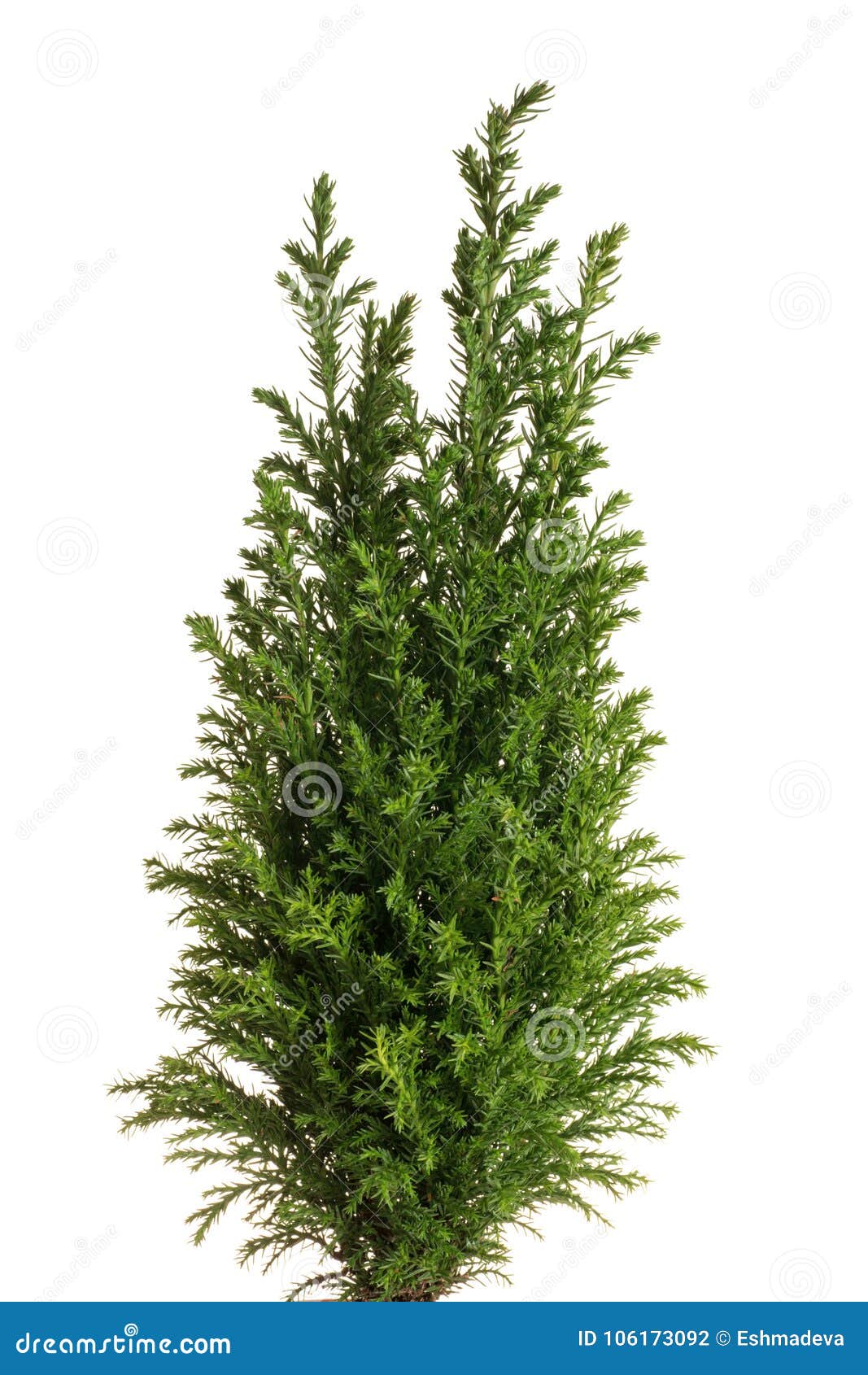Little Cypress Tree on White Stock Photo - Image of cypress, pine ...