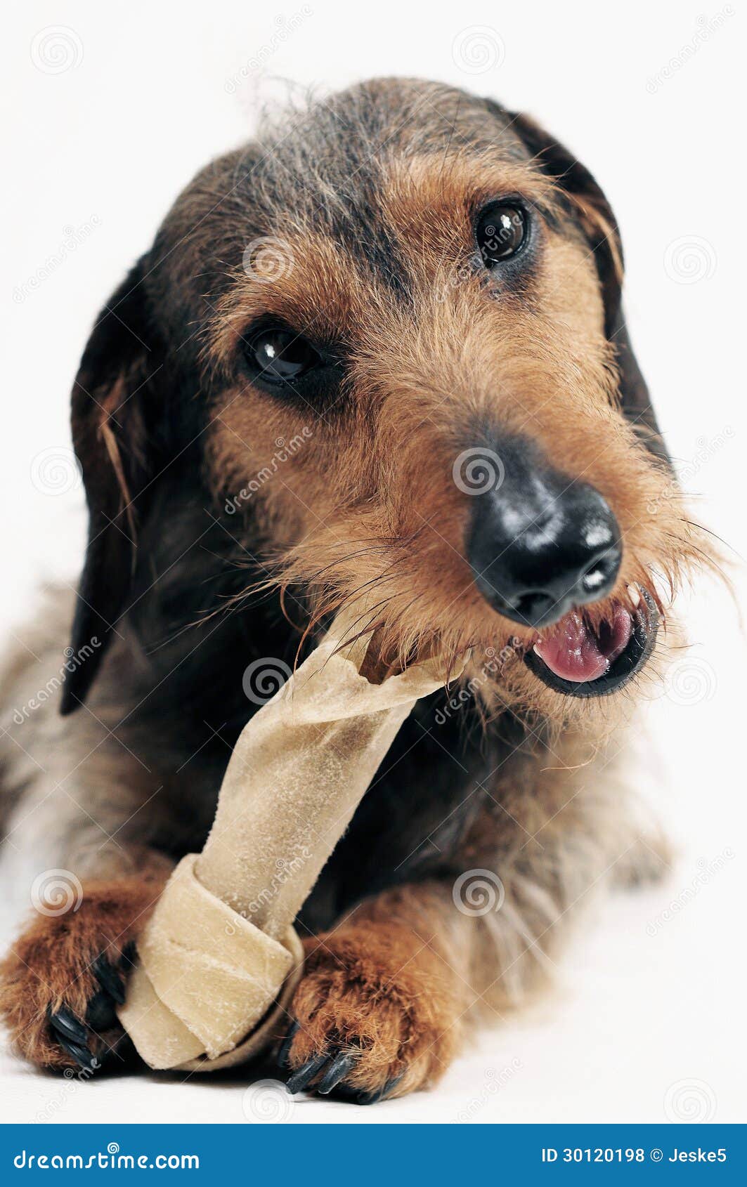 Dog chewing stock photo. Image of nose, holding, eating - 30120198