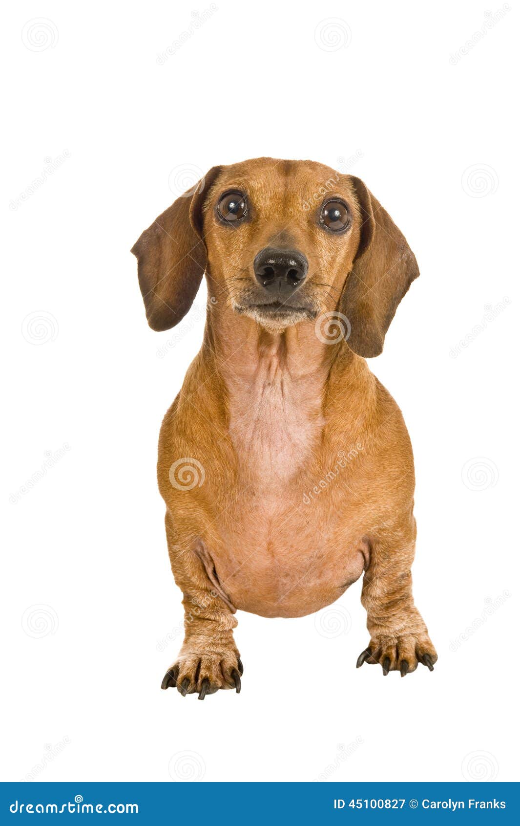 Little Dachshund Dog Looking Forward Stock Image - Image of animals ...