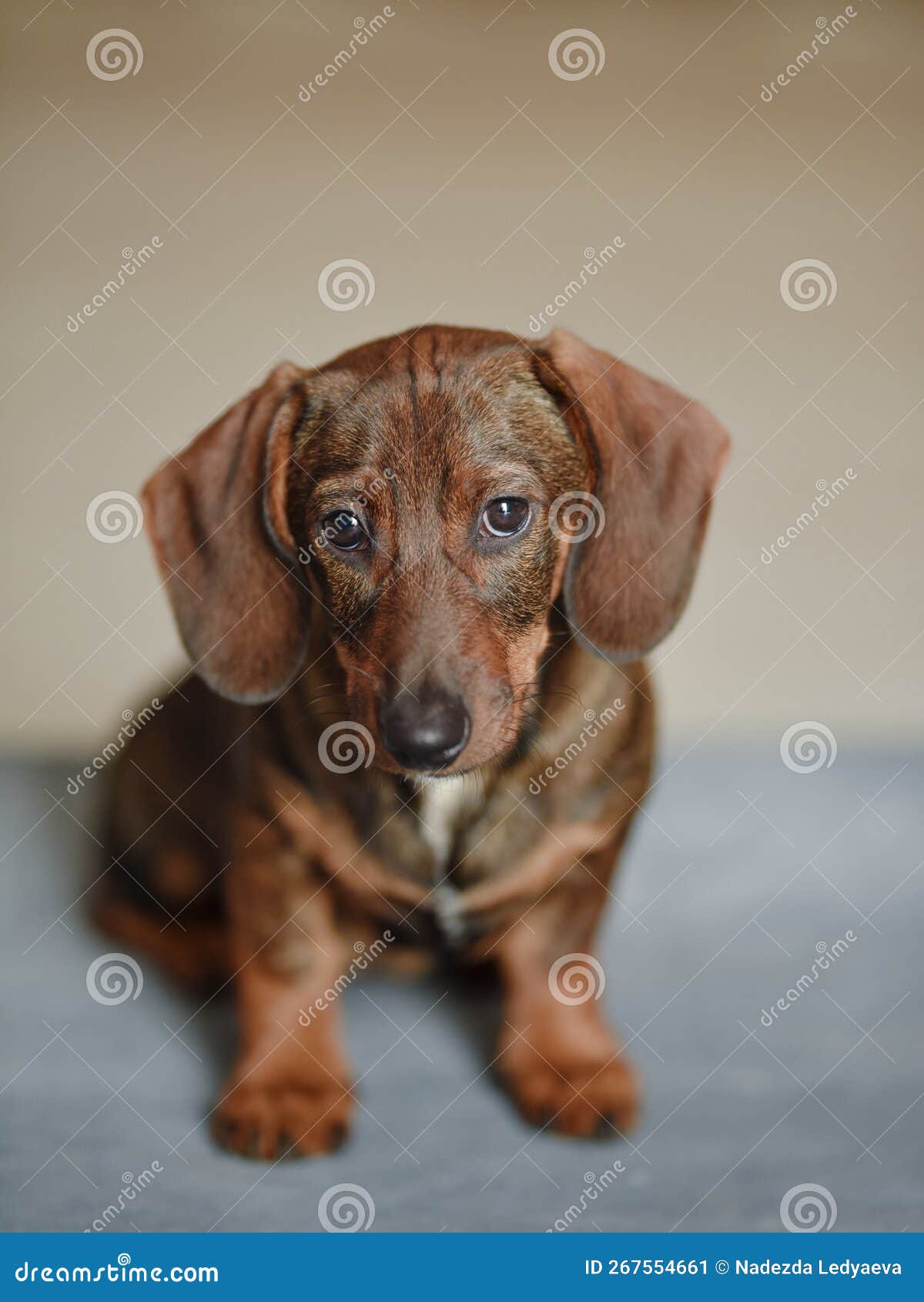 Little Dachshund Puppy Looks at the Camera Stock Image - Image of ...