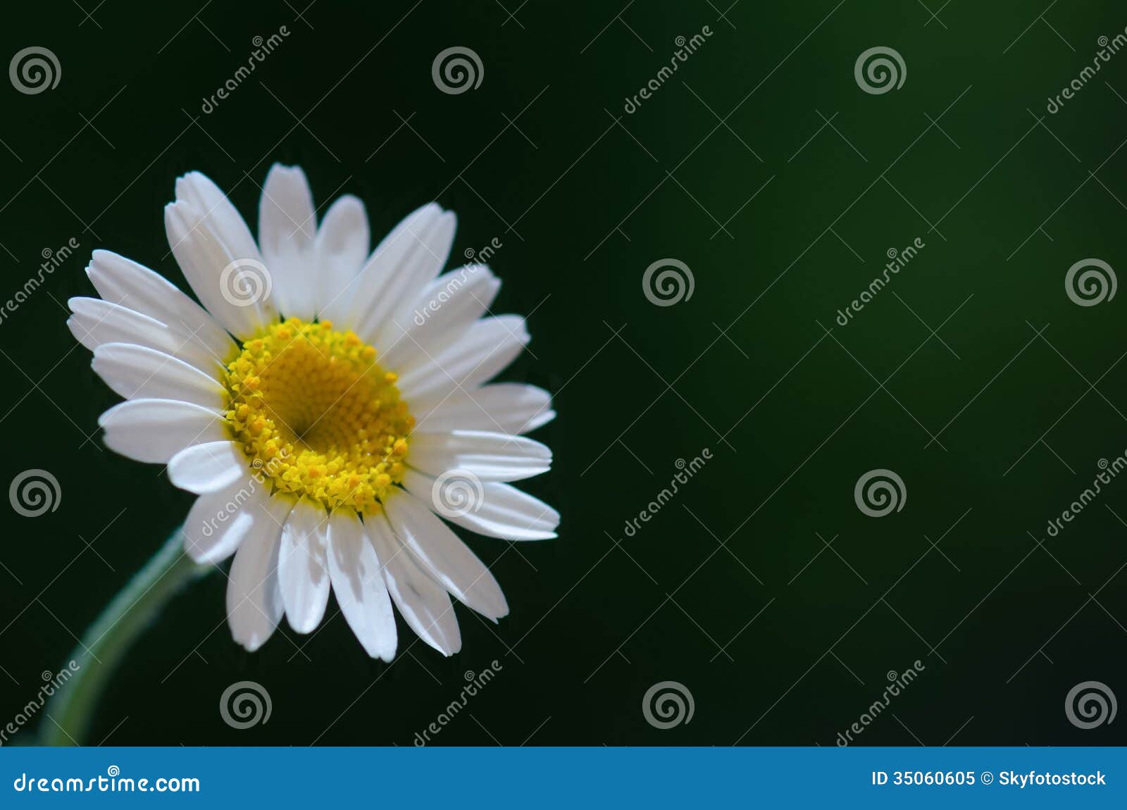 Little daisy stock image. Image of blossom, white, spring - 35060605