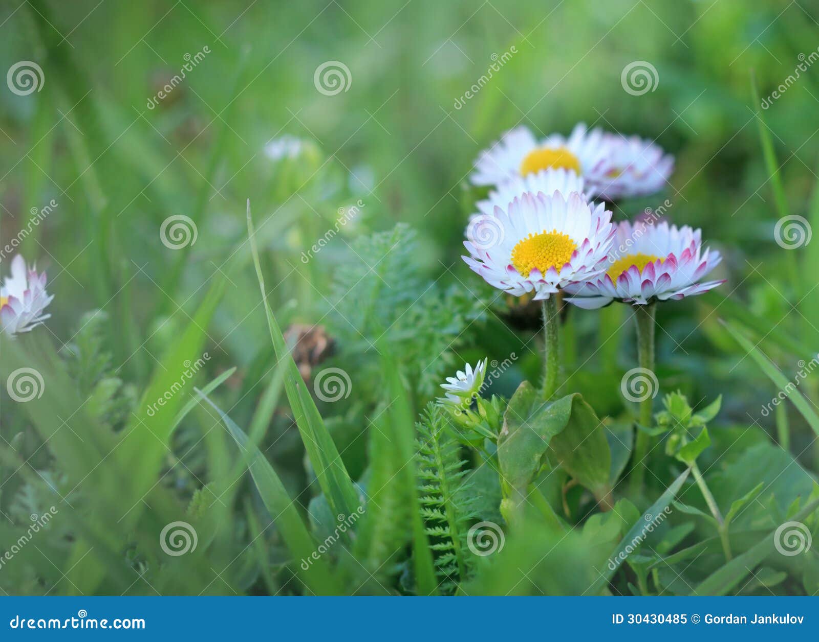 Little daisy in April stock image. Image of foliage, grass - 30430485