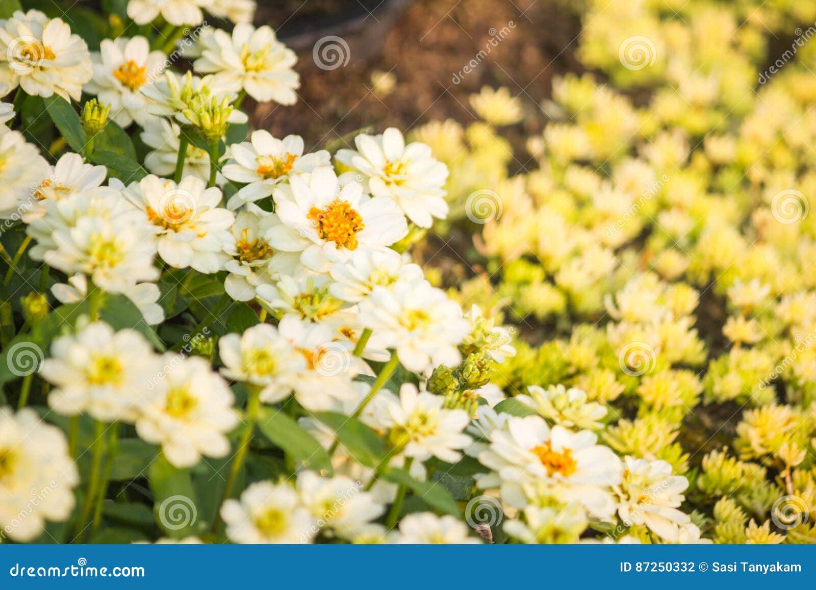 Little Daisy Clusters - Flowers of Wallpaper Background Stock Photo ...