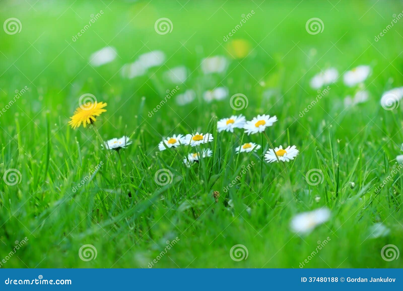 Little daisy and dandelion stock photo. Image of budding - 37480188