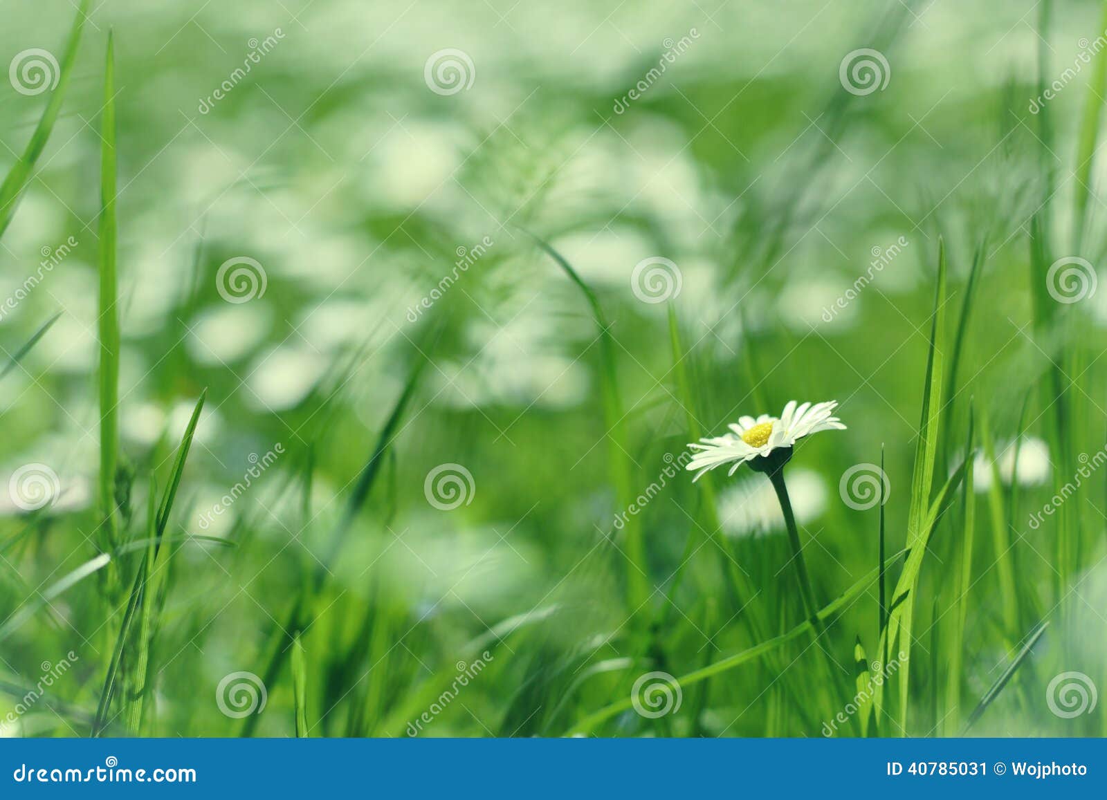 Little Daisy Flower in Green Grass Stock Image - Image of ground, fresh ...