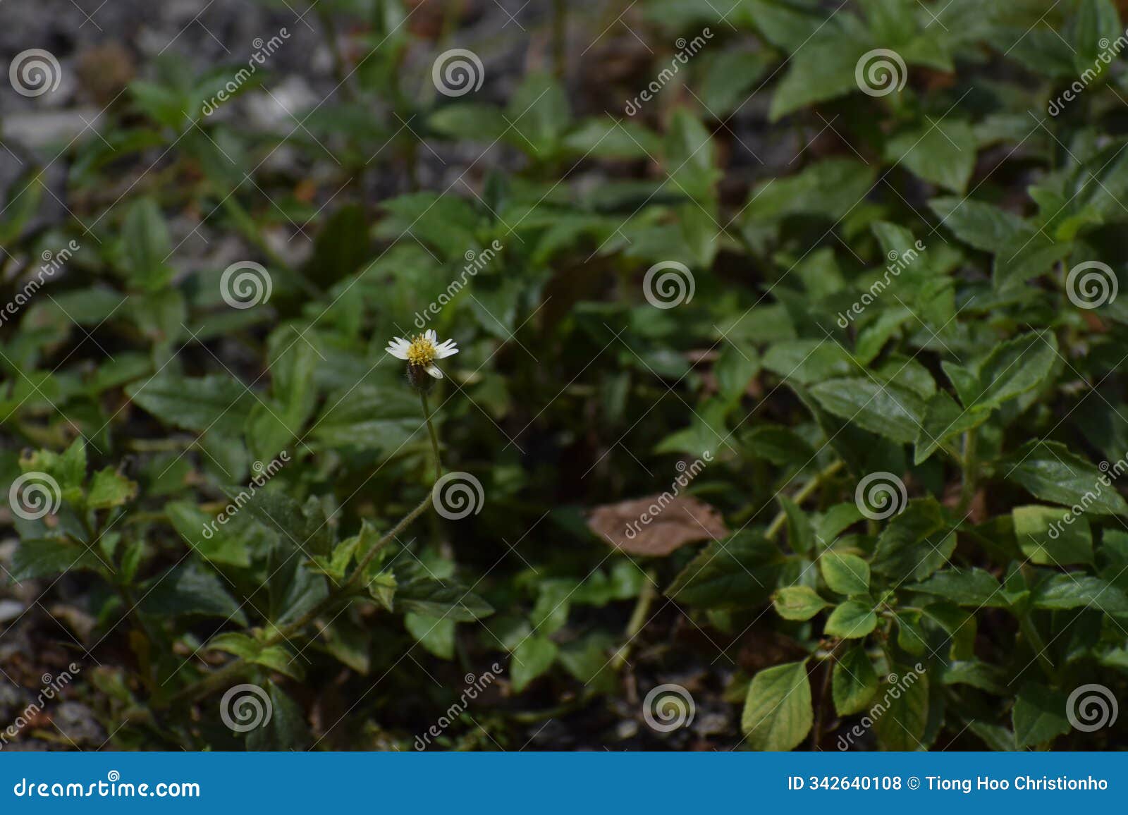 Little Daisy Flower and Greenery of Tropical Rainforest in the ...