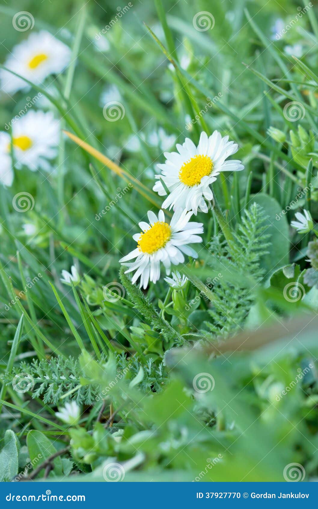 Little daisy in spring stock photo. Image of grass, petals - 37927770