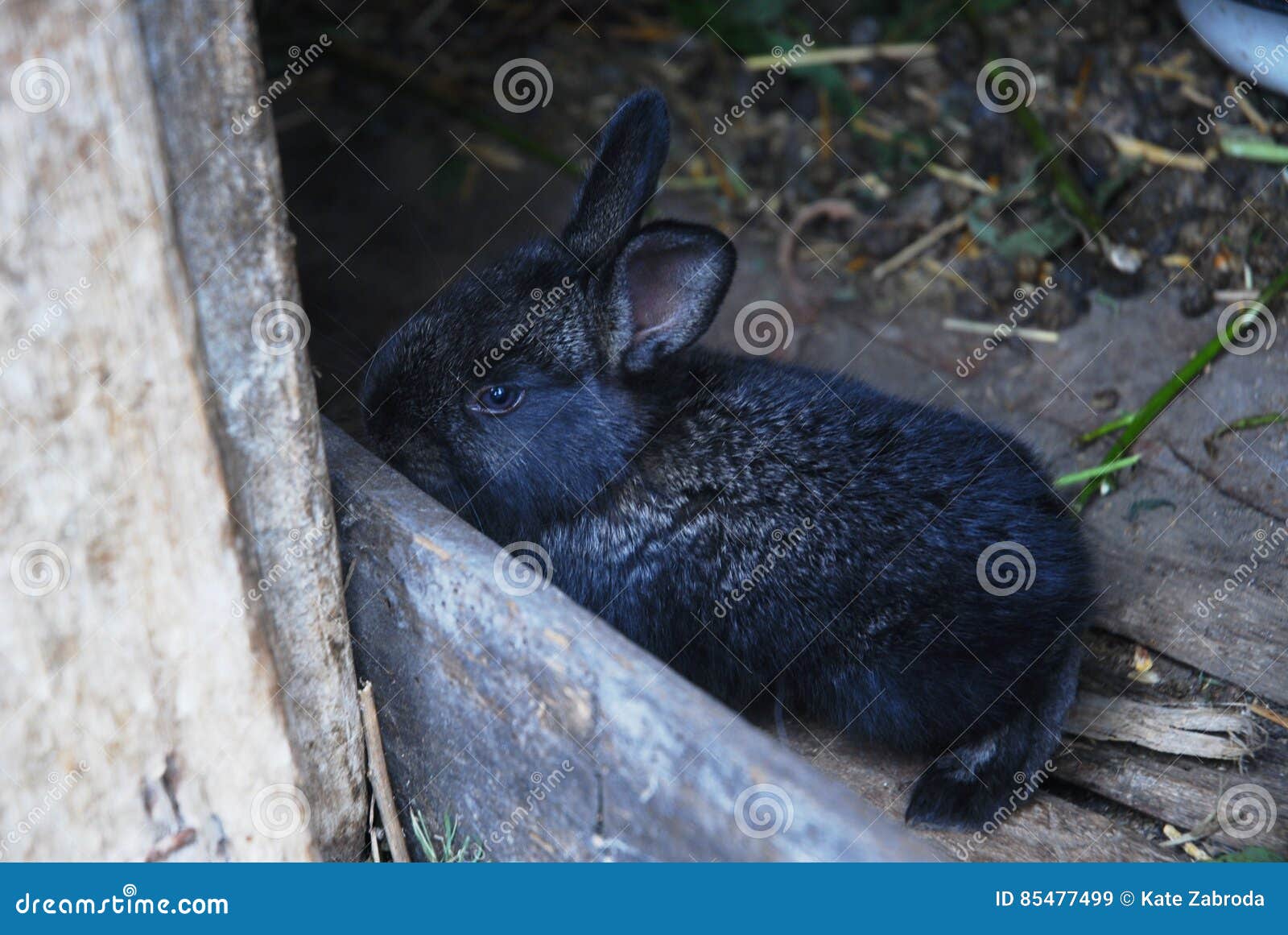 Little dark grey rabbit stock image. Image of animals - 85477499