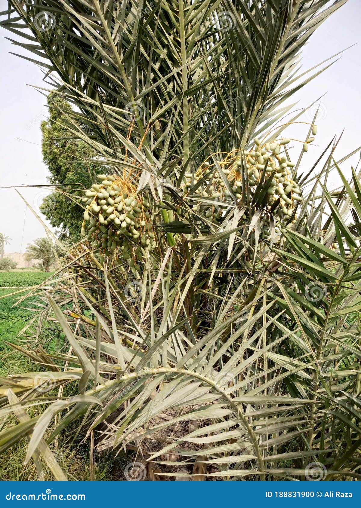 Little dates tree stock photo. Image of dates, thorns - 188831900