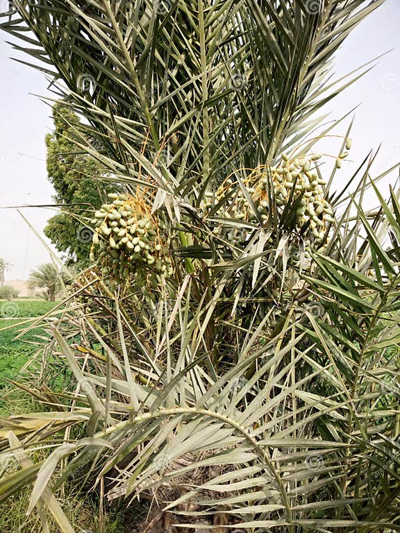Little dates tree stock photo. Image of dates, thorns - 188831900