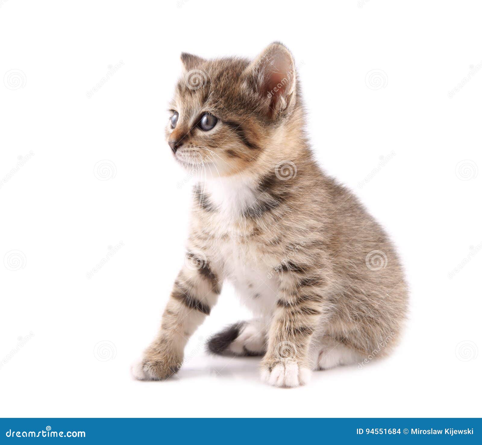 Little 30 day old kitten stock photo. Image of studio - 94551684