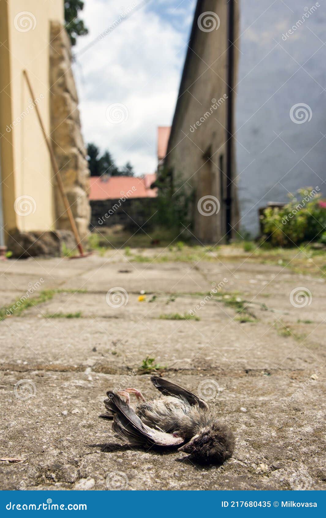 A Little Dead Bird Lying in the Yard Stock Image - Image of fauna ...