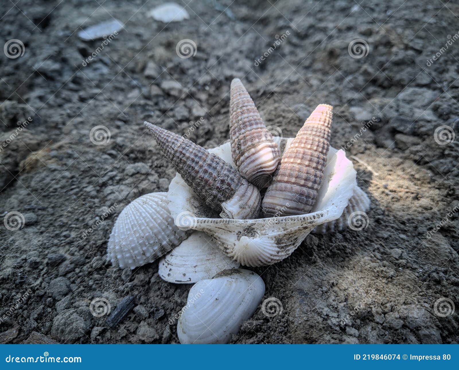 Little dead sea shells stock photo. Image of summer - 219846074