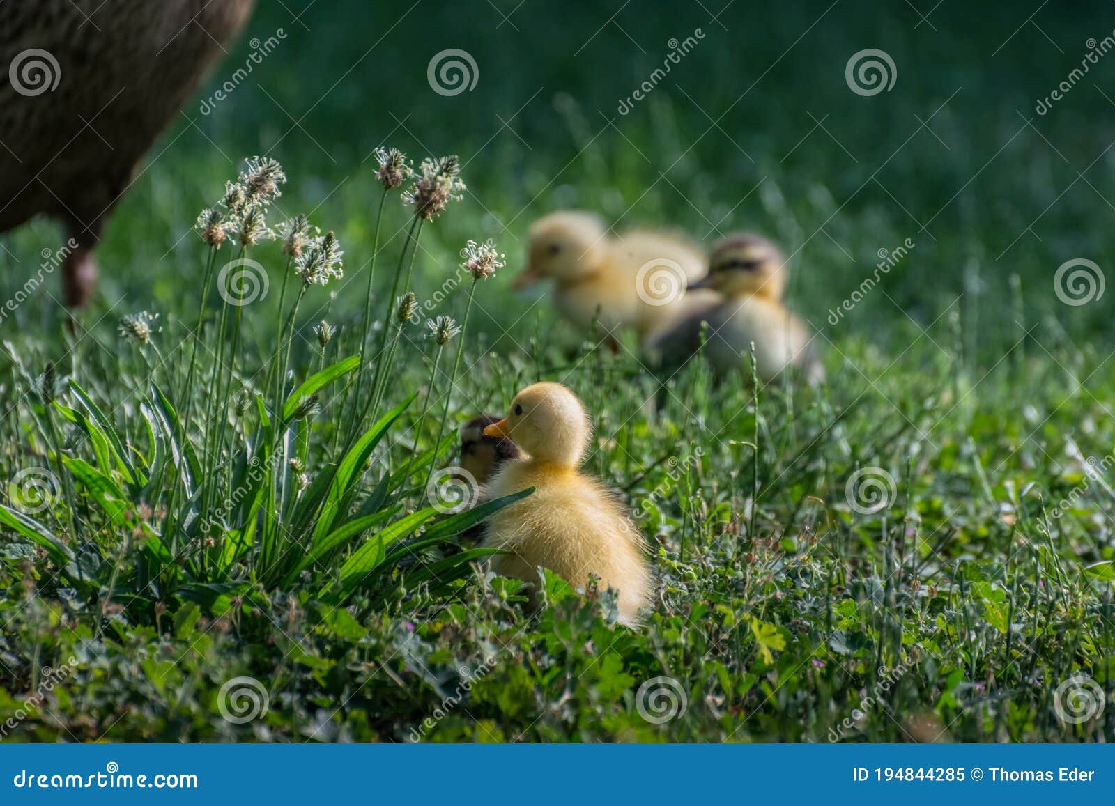 Little Dear Baby Running Ducks in Grass Stock Image - Image of nature ...