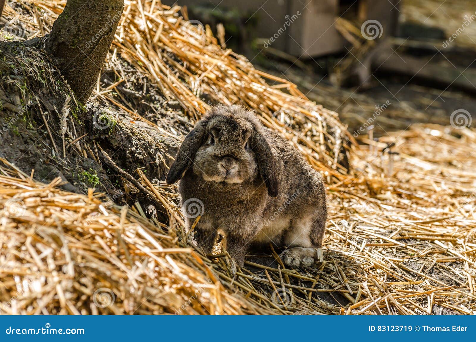 Little dear bunny stock image. Image of animal, fleecy - 83123719