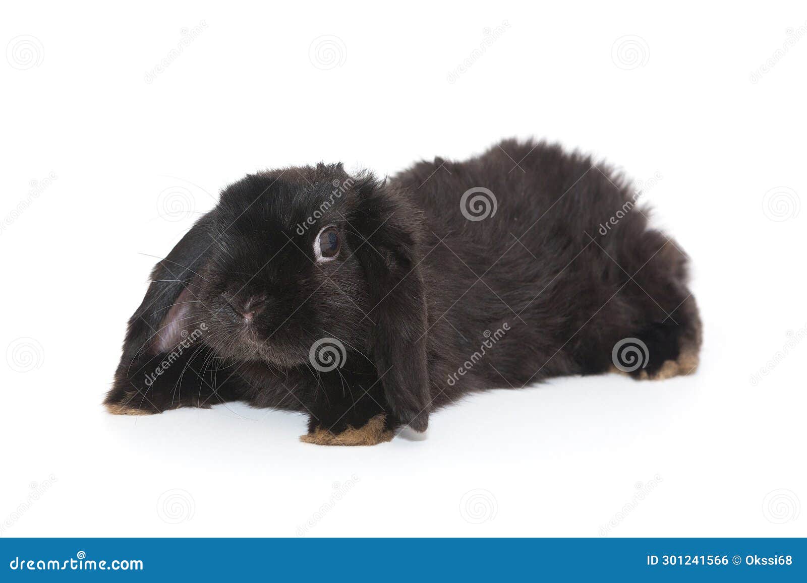 Little Decorative Fold Rabbit in Black Stock Photo - Image of bunny ...