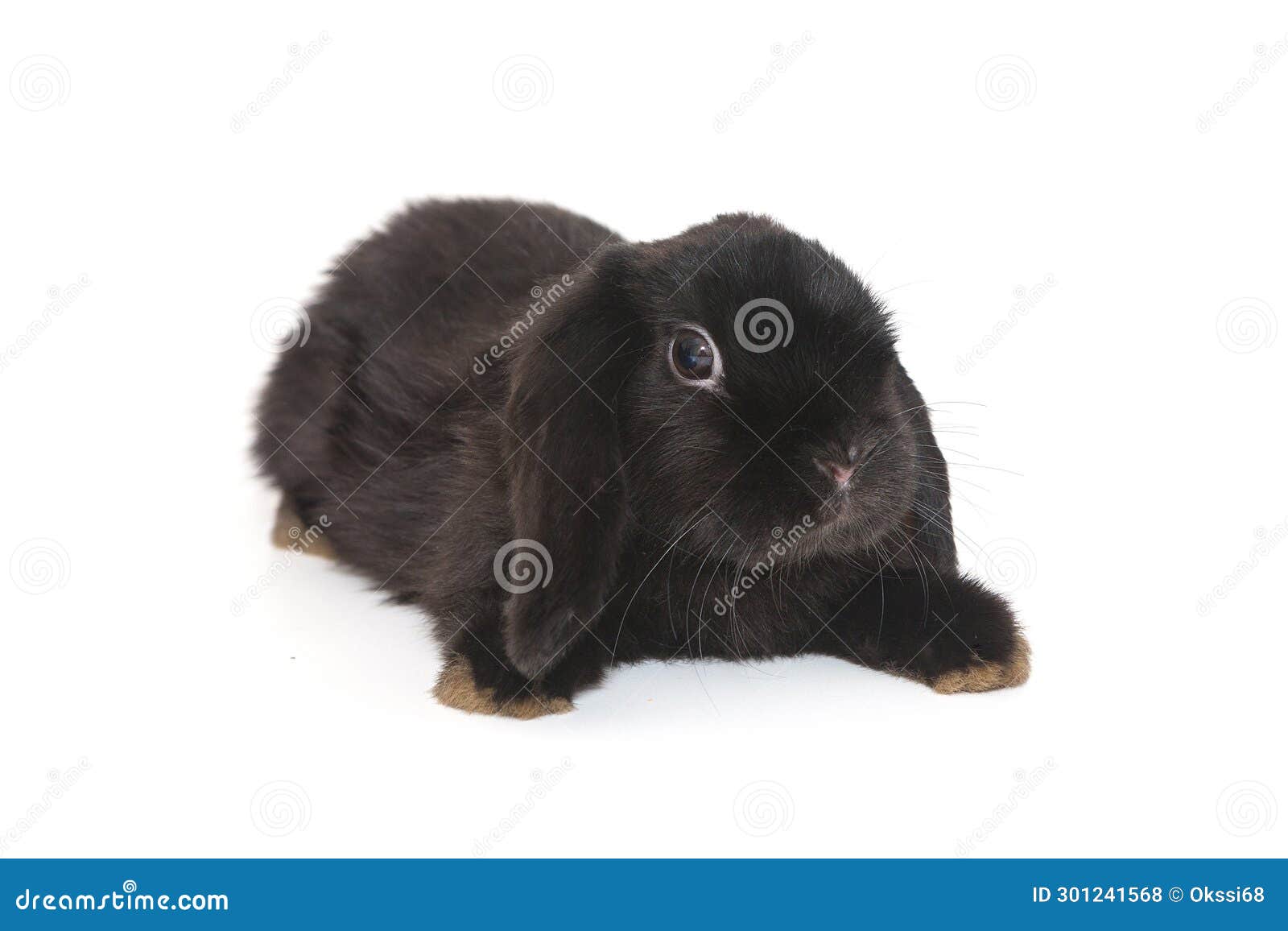 Little Decorative Fold Rabbit Stock Photo - Image of easter, breed ...