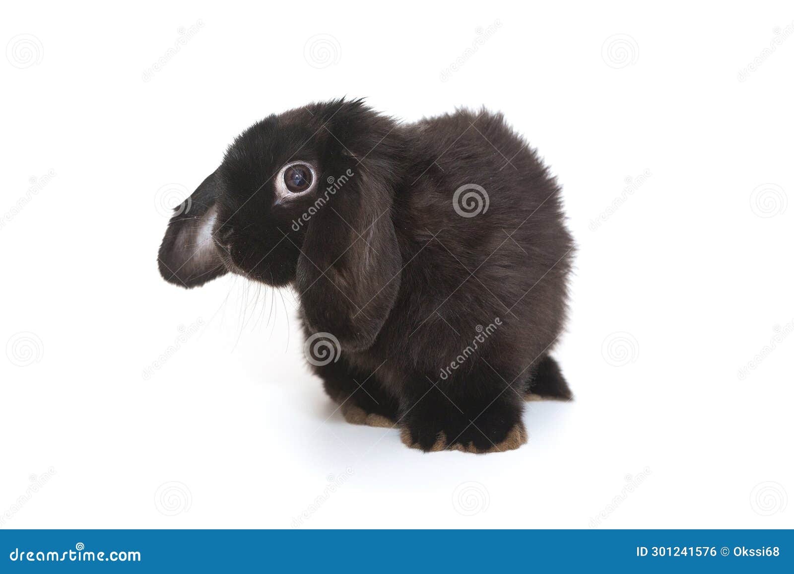 Little Decorative Fold Rabbit in Black Stock Photo - Image of isolated ...