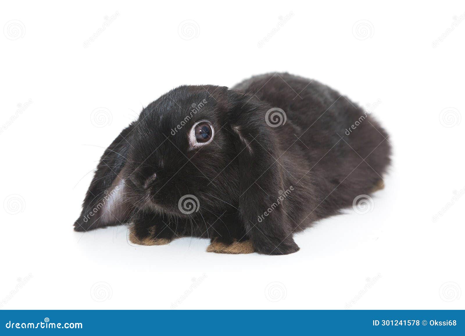 Little Decorative Fold Rabbit in Black Stock Photo - Image of fluffy ...