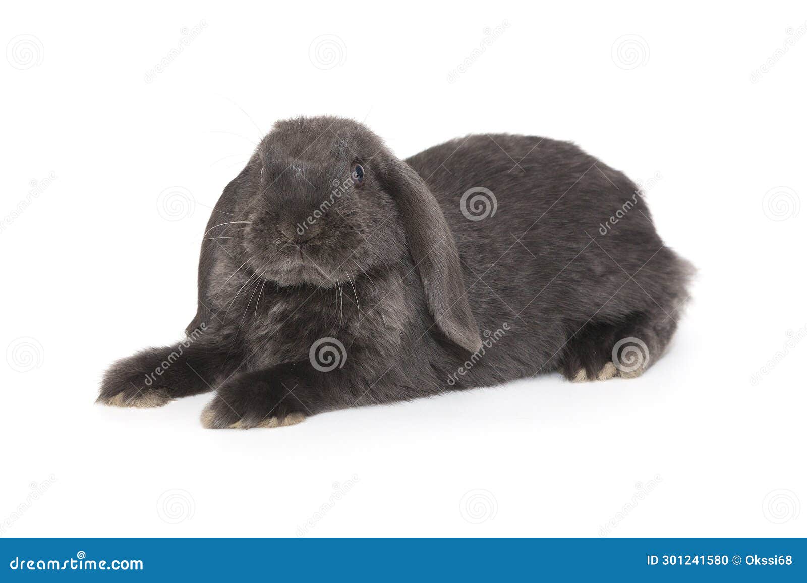Little Decorative Fold Rabbit in Grey Stock Photo - Image of farm ...