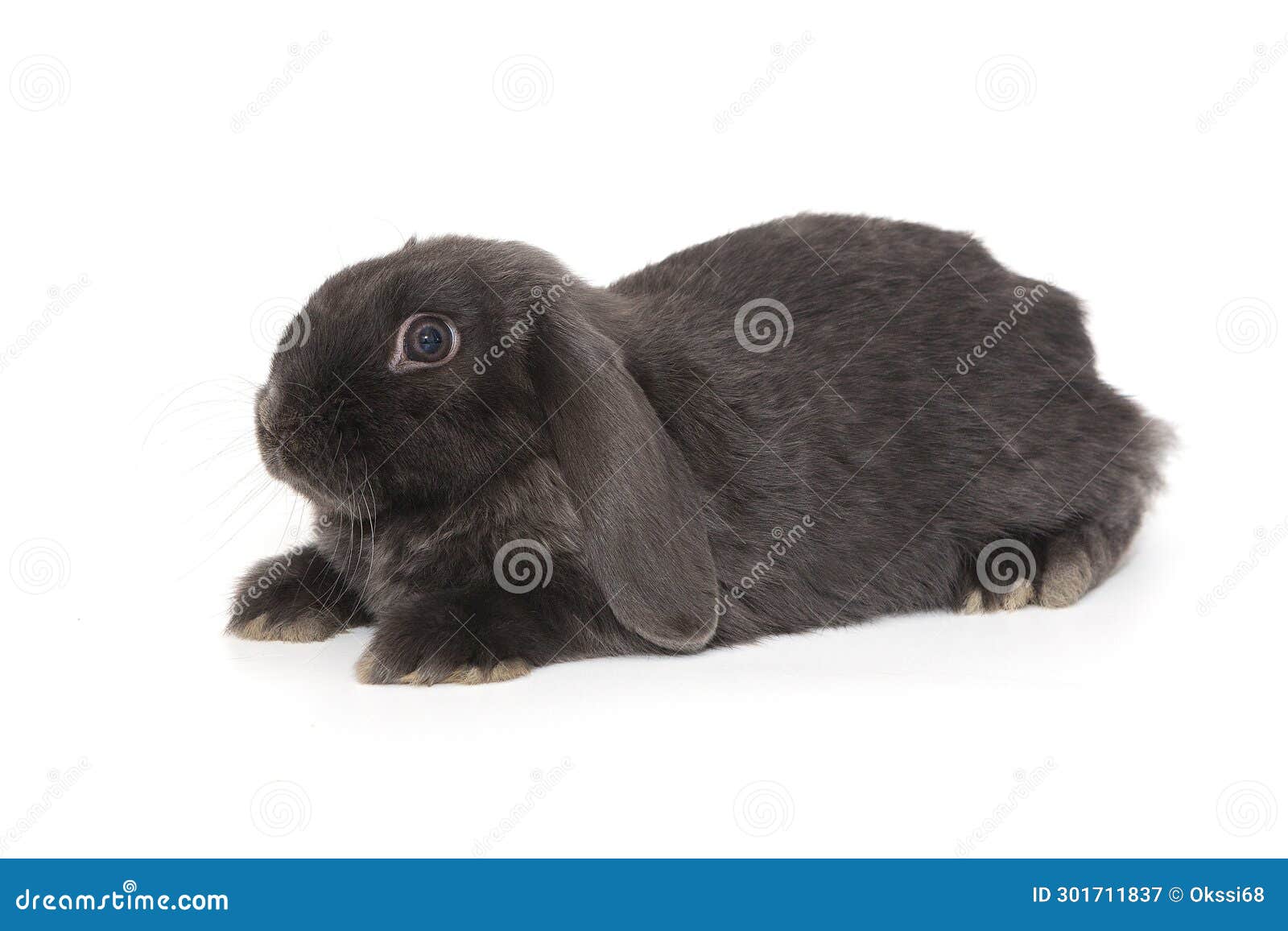 Little Decorative Fold Rabbit in Grey Stock Image - Image of play ...
