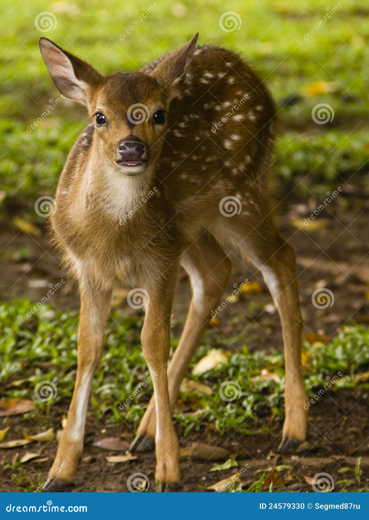 Little deer stock photo. Image of antlers, glade, cervus - 24579330