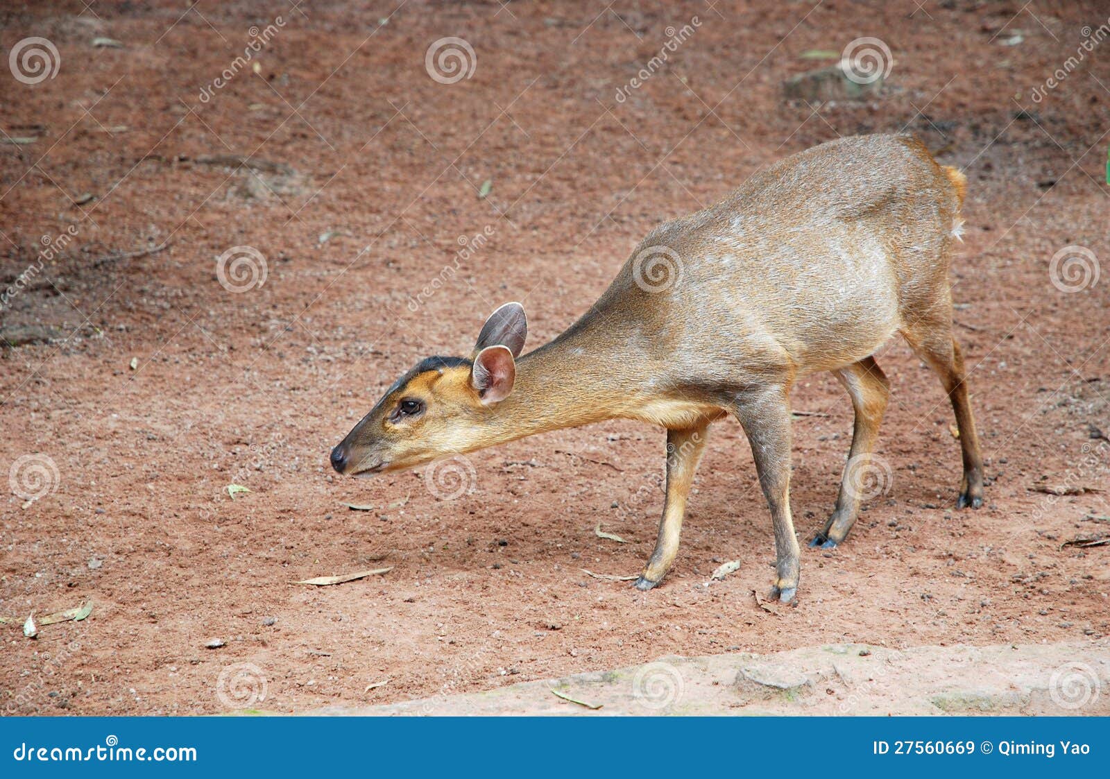 Little deer stock image. Image of animals, nature, animal - 27560669