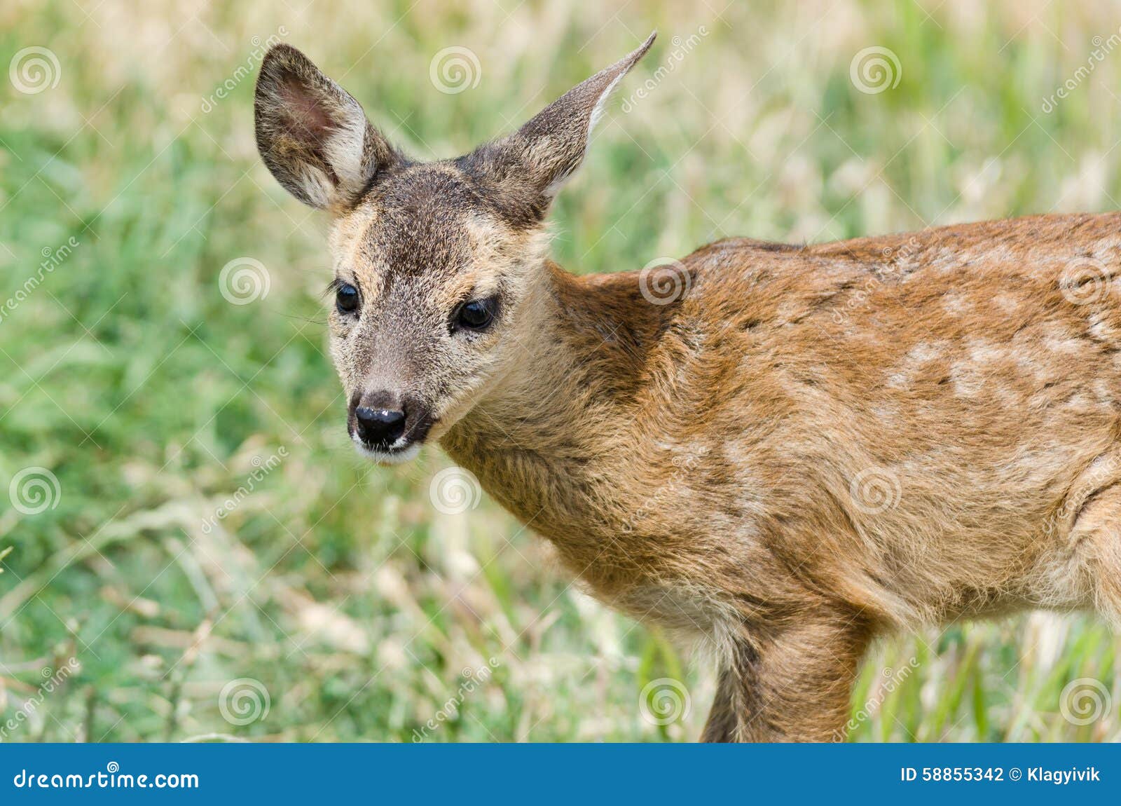 Little deer stock photo. Image of bambi, green, field - 58855342